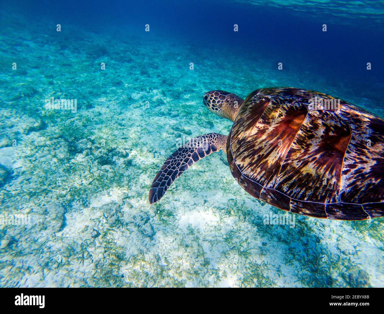 Sea turtle above white sand sea bottom. Coral reef animal underwater ...