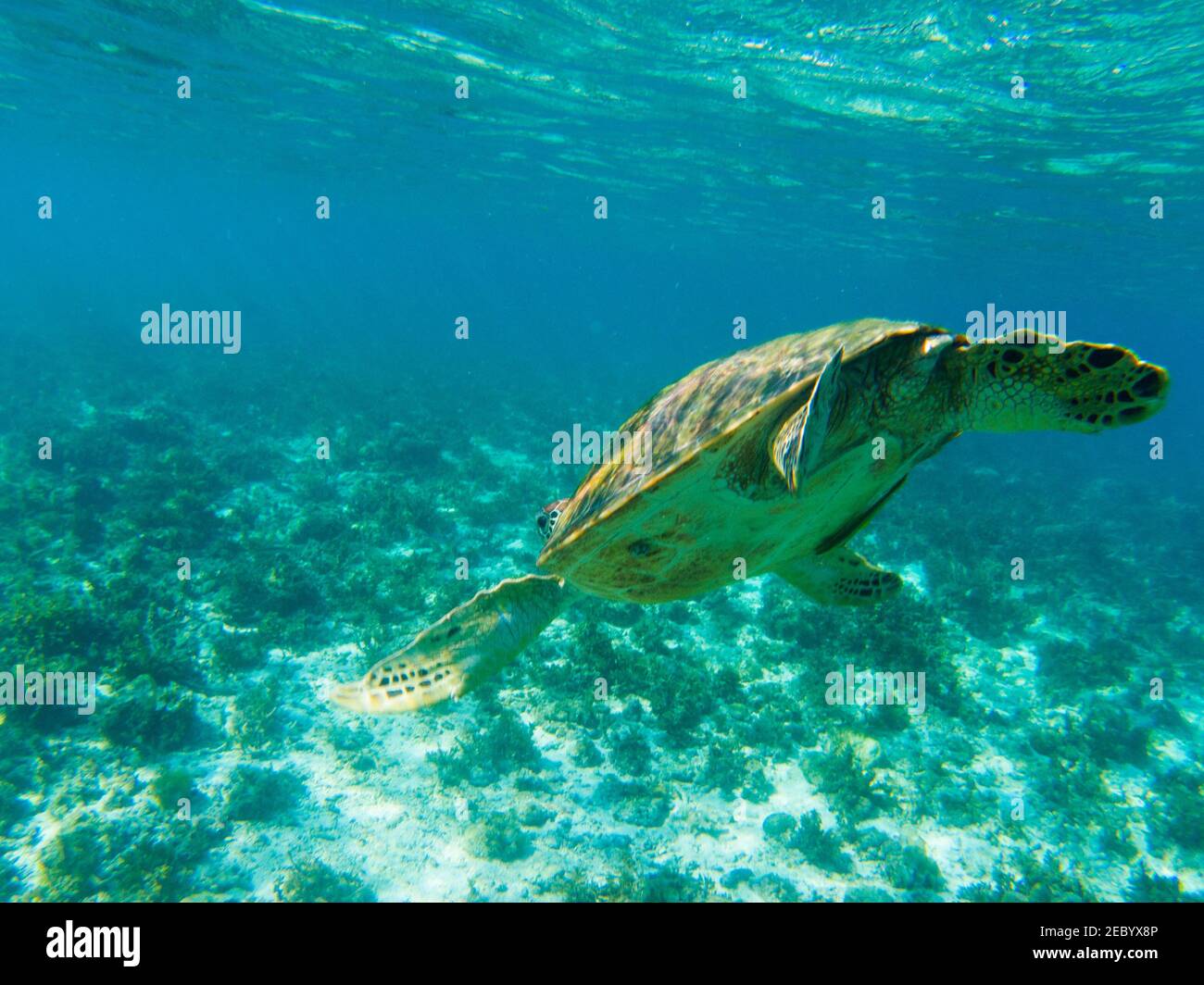 Sea turtle dives to sea bottom. Tropical seashore underwater photo ...