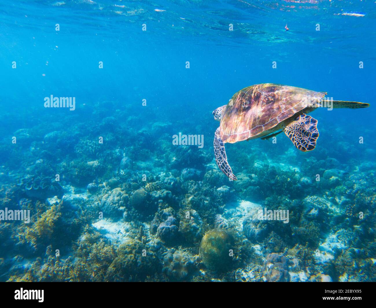 Sea turtle swims in blue water. Coral reef animal underwater photo ...
