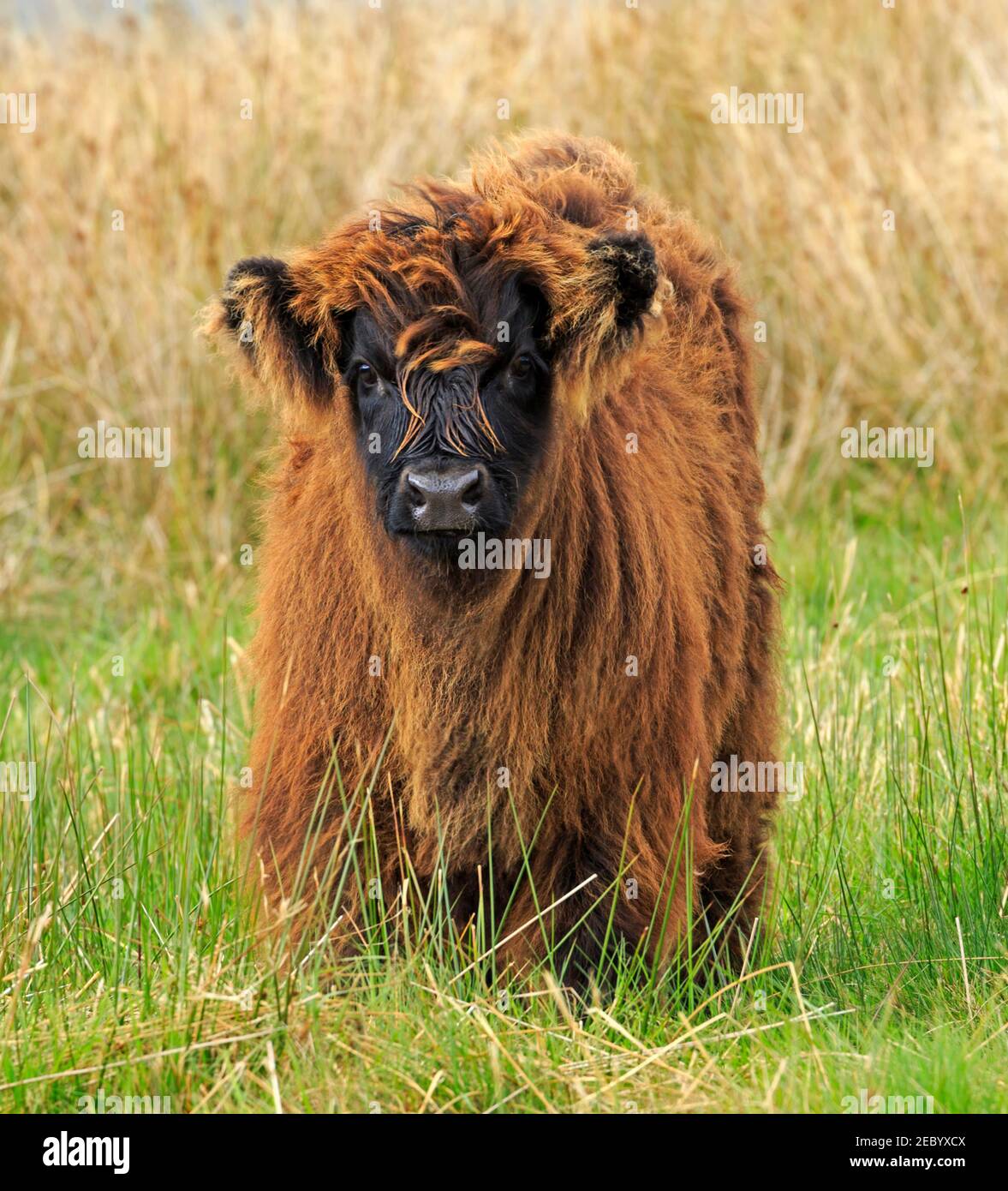 Black highland cow with red highland calf hi-res stock photography and ...