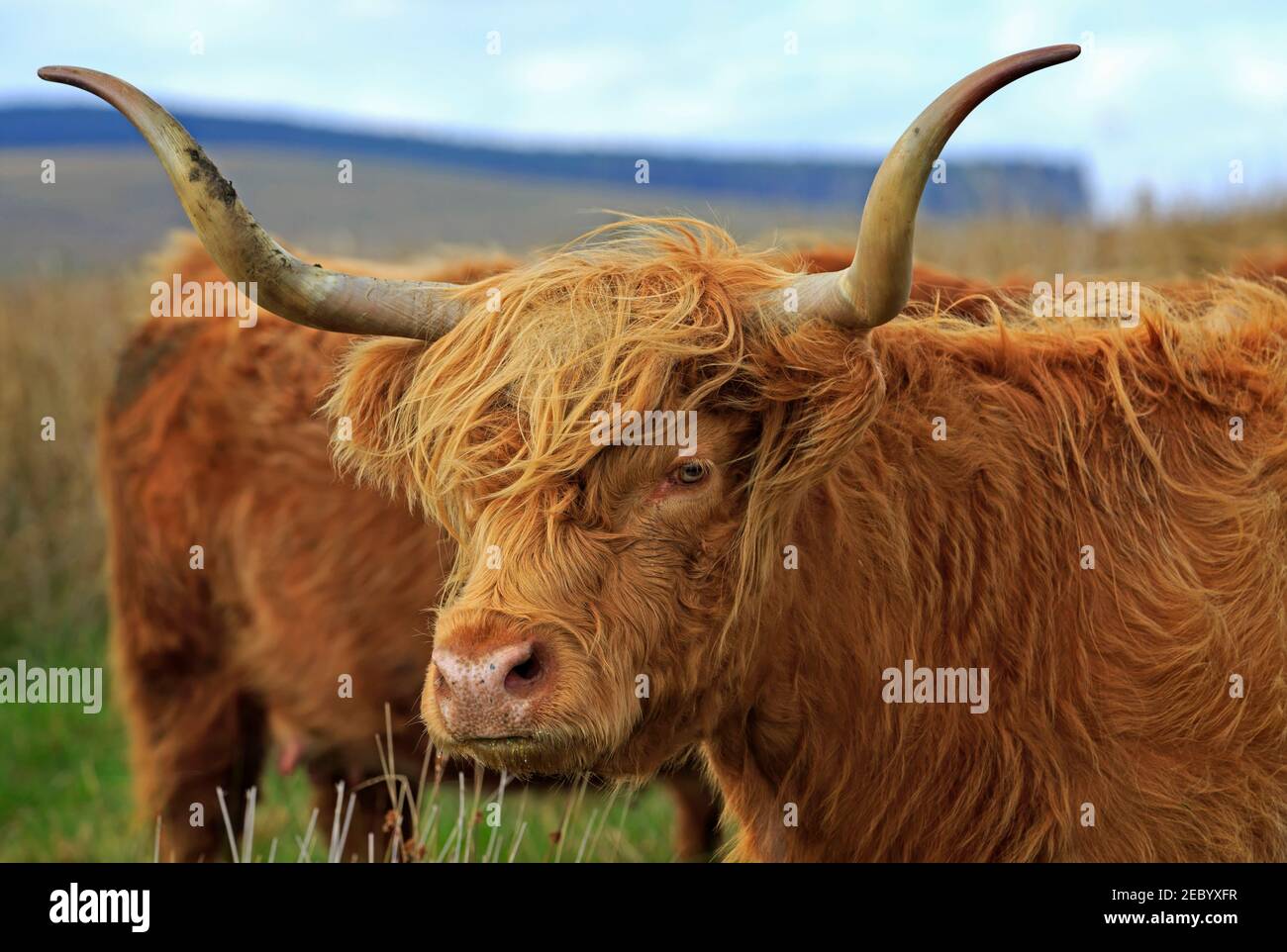 Red Highland Cow, Northumberland Stock Photo - Alamy