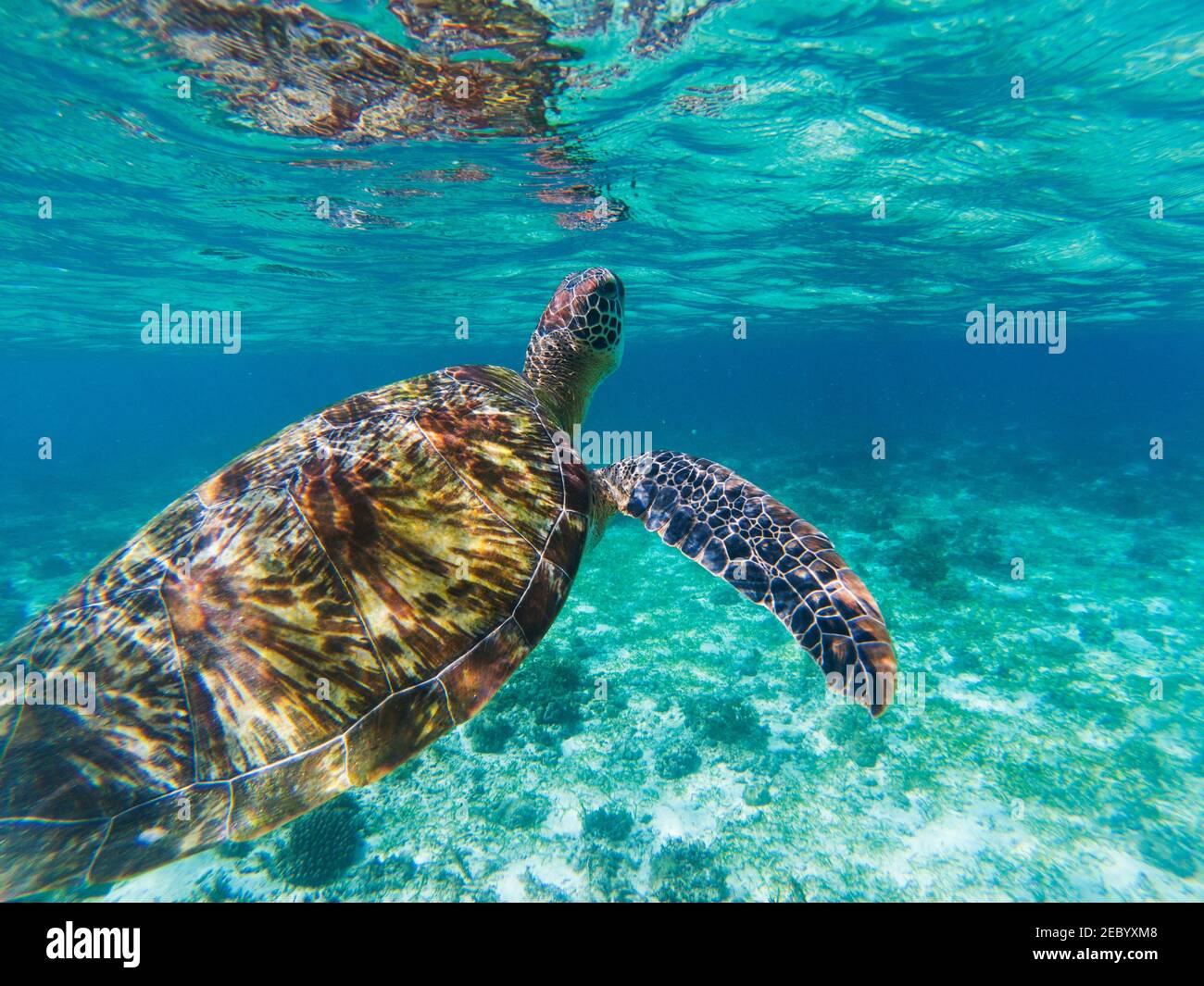Sea turtle dives up to breathe. Coral reef animal underwater photo ...