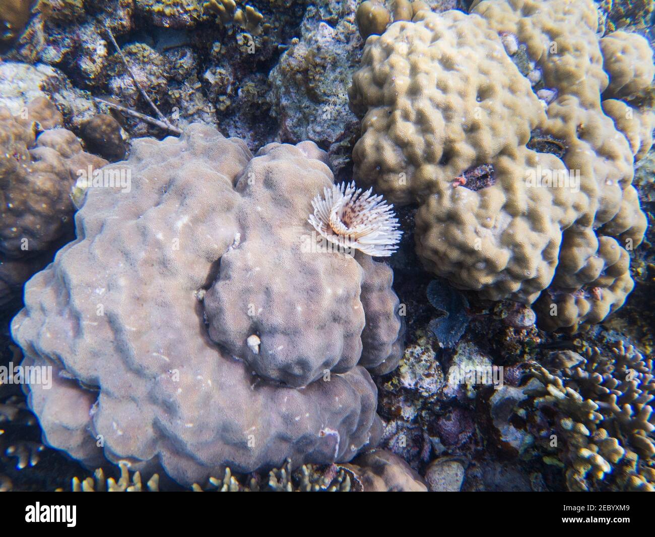 Feather duster worm on coral. Tropical sea bottom ecosystem. Coral reef ...