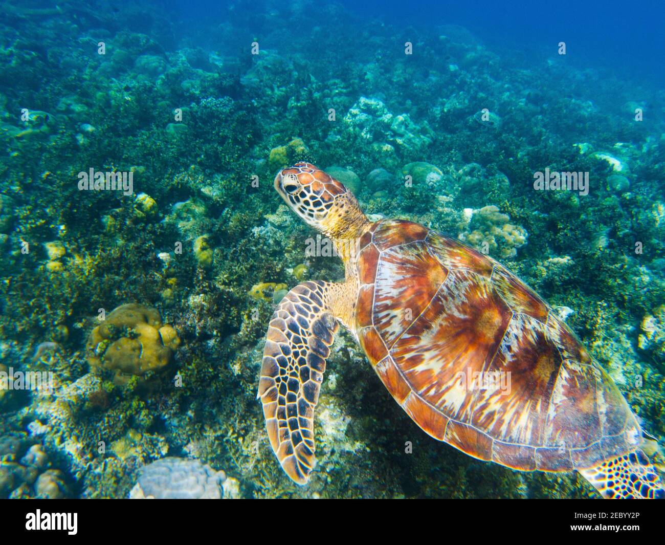 Sea turtle on green sea bottom. Tropical seashore underwater photo ...