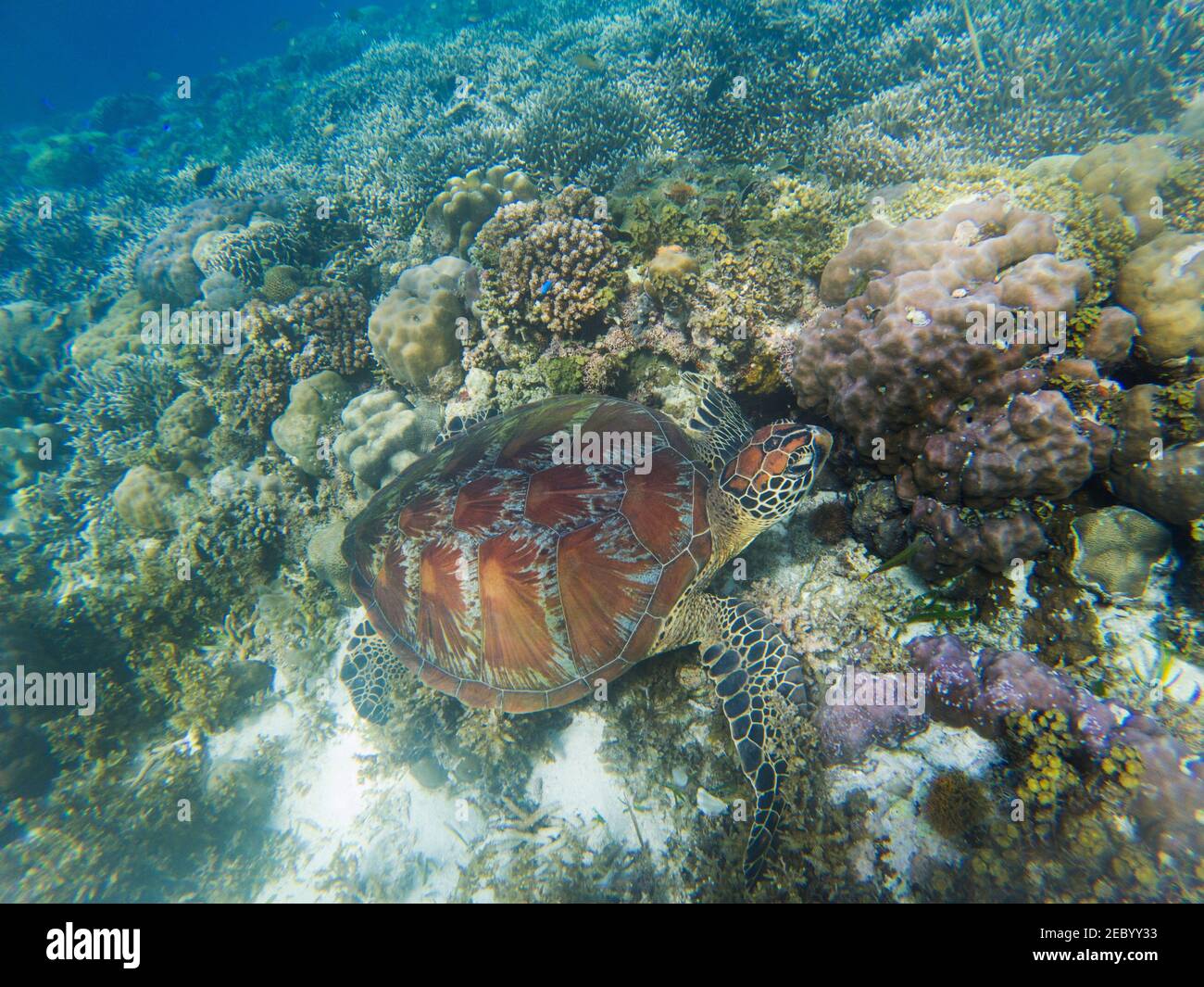 Sea turtle dives to seabottom. Coral reef animal underwater photo ...