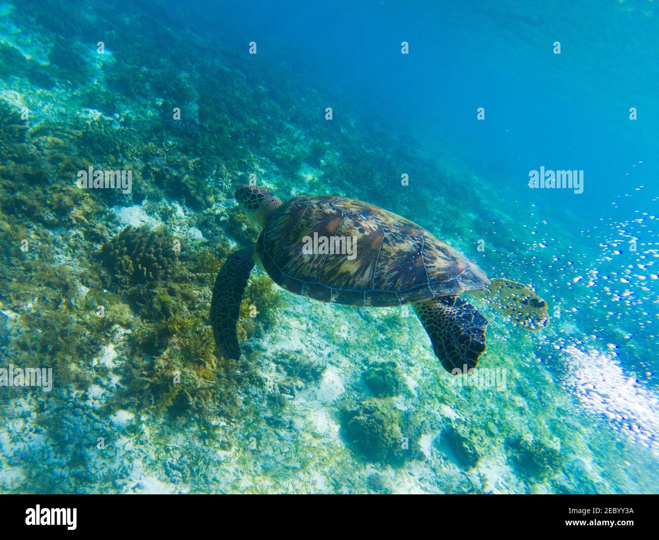 Sea turtle in sunshine. Coral reef animal underwater photo. Marine ...