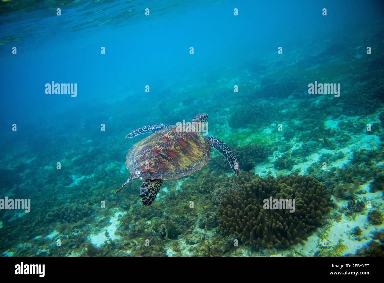 Sea turtle in tropical seashore. Marine tortoise underwater photo ...