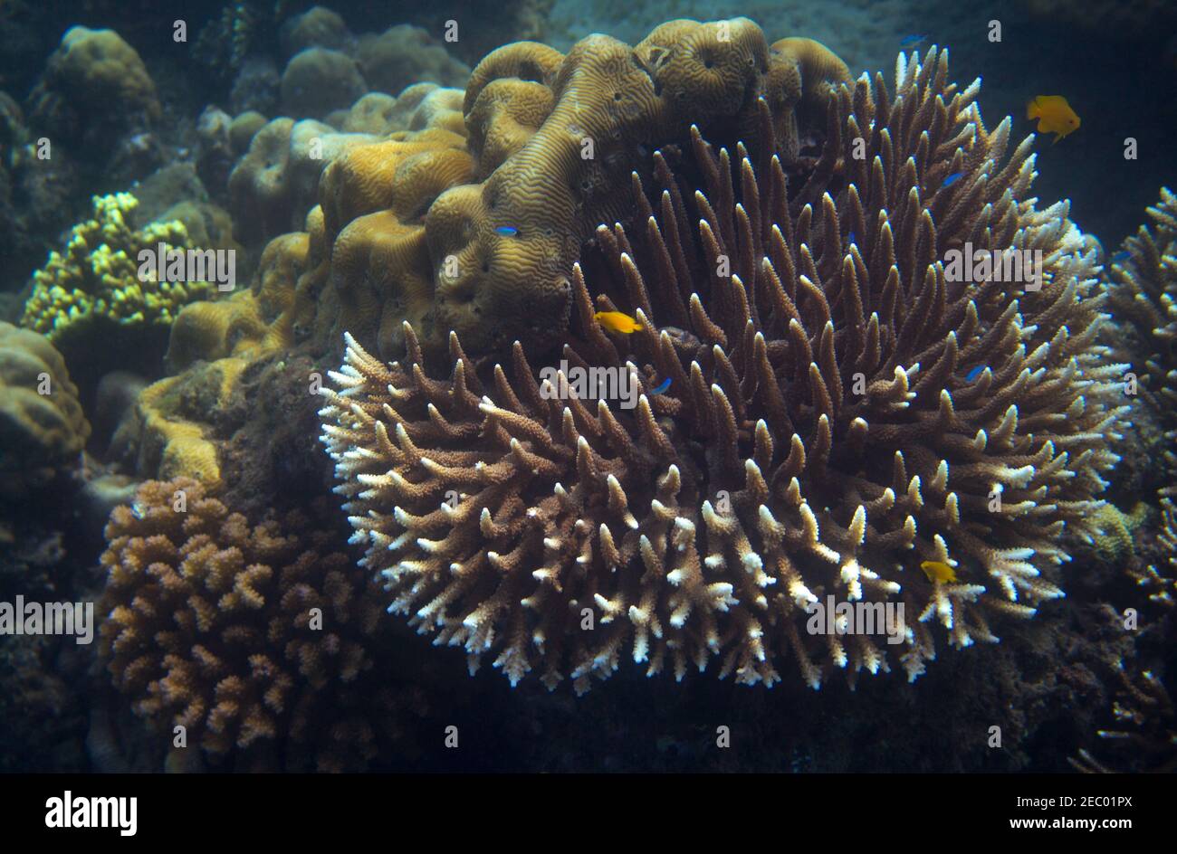 Yellow fish in tropical seashore underwater photo. Coral reef animal ...
