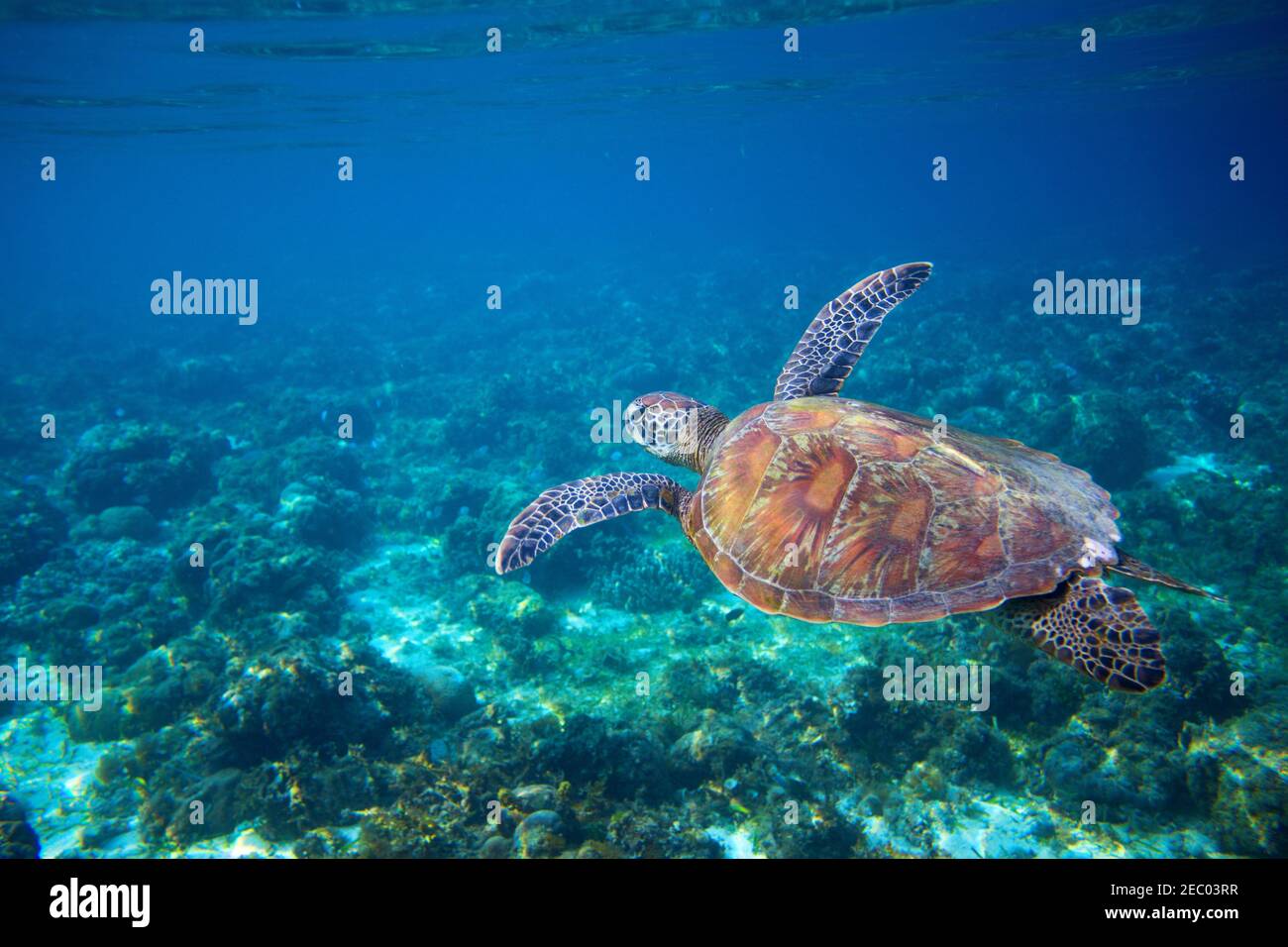 Sea turtle in seashore of tropical island. Tortoise underwater photo ...