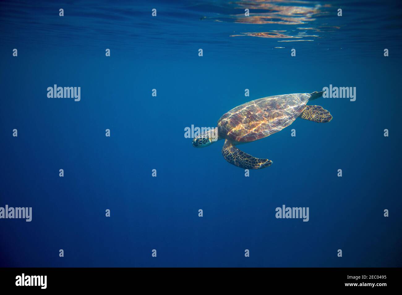 Green turtle in open water of blue ocean. Tortoise underwater photo ...