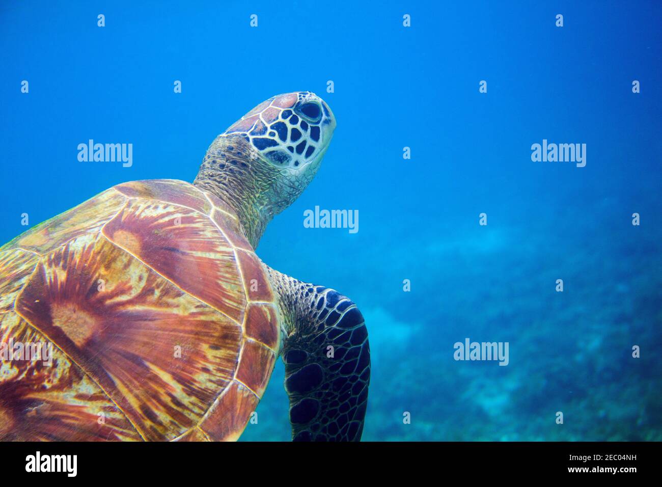 Sea turtle closeup in blue water. Coral reef animal underwater photo ...