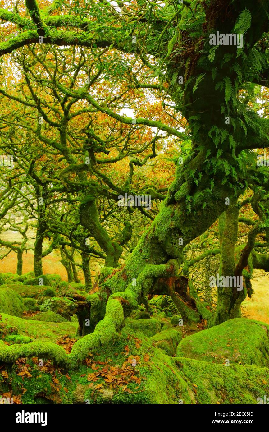 Devon oak hi-res stock photography and images - Alamy