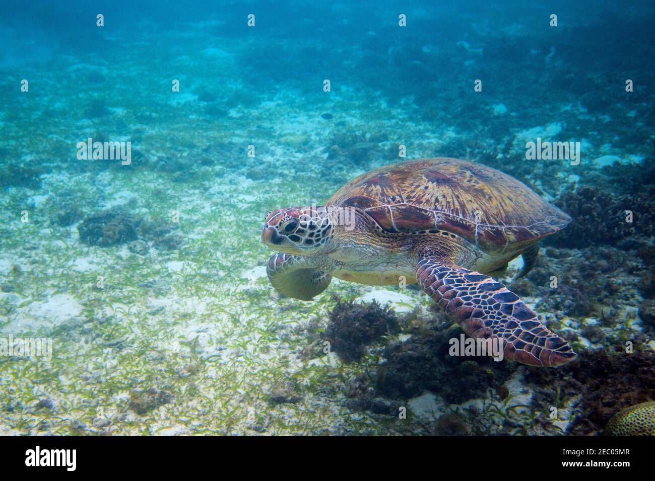 Green turtle in seashore of tropical island. Tortoise underwater photo ...