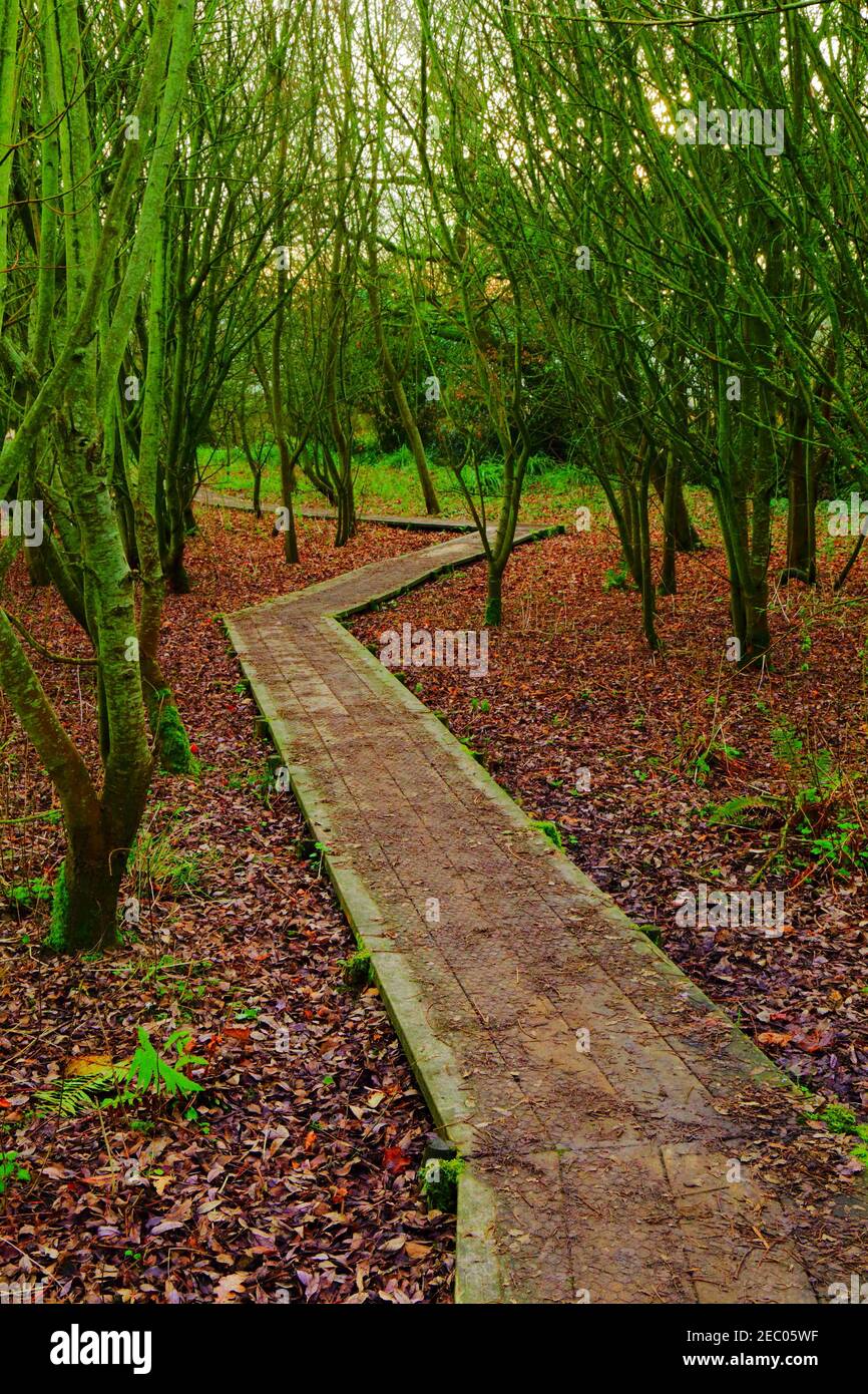 Wooden footpath in Seaton Wetlands, Devon Stock Photo - Alamy