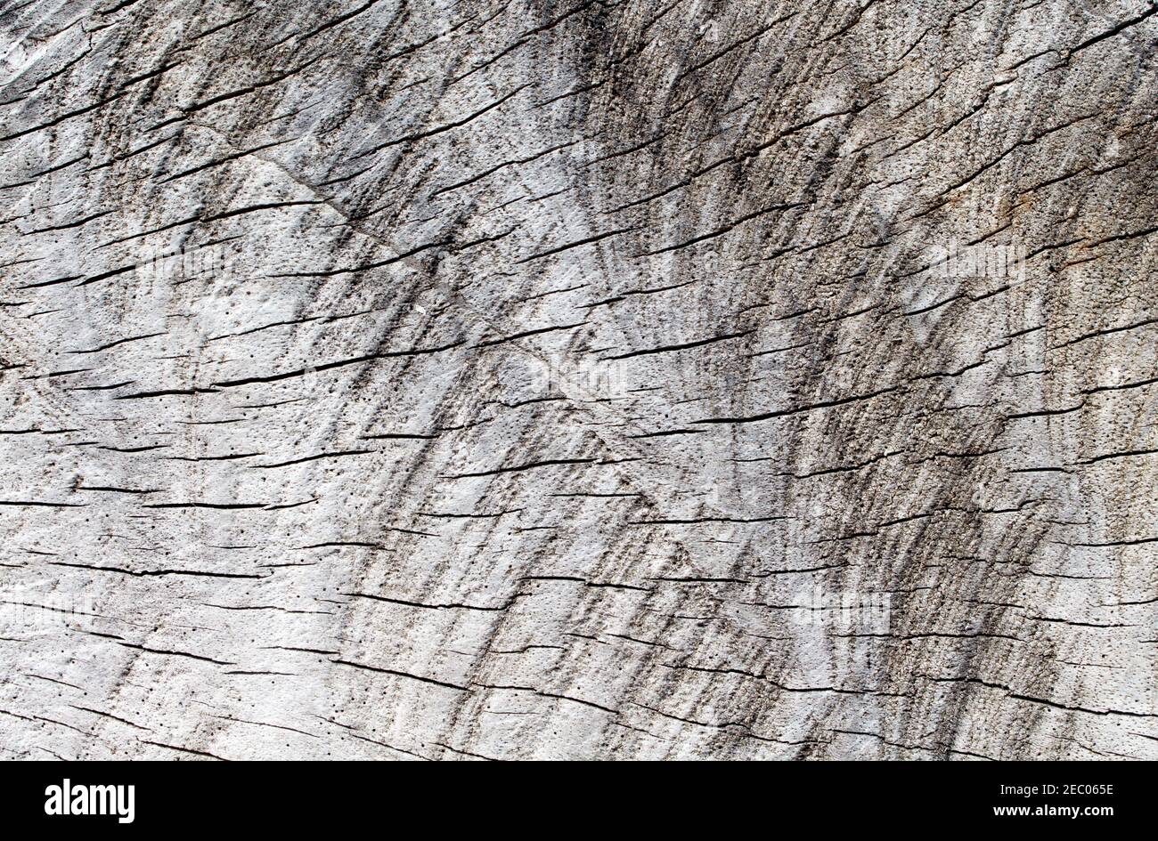 Natural wood texture. Tree trunk cut. Gray timber with weathered crack ...