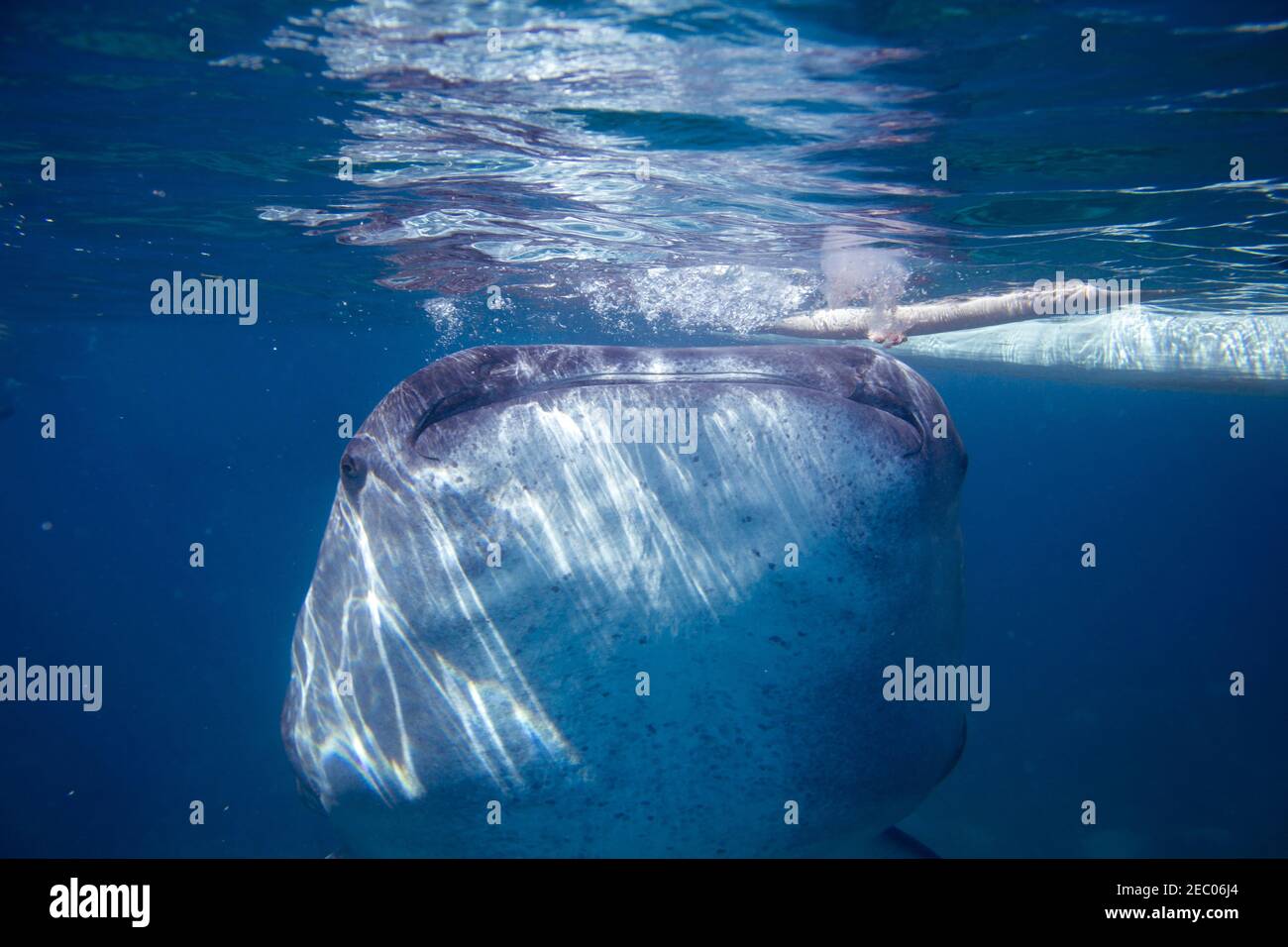 Whale shark in blue sea water. Whale shark closeup eating plankton by ...