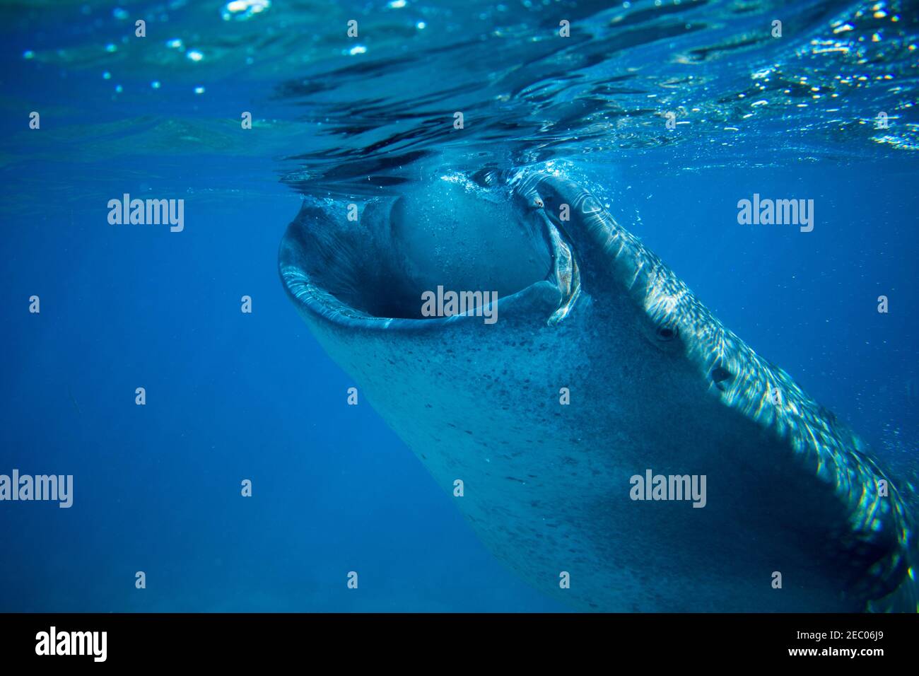 Whale shark in deep blue sea. Whale shark closeup eating plankton by ...