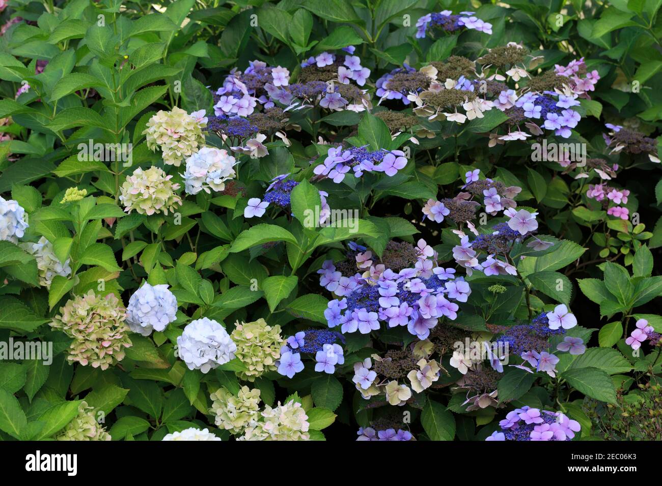 Hydrangea macrophylla normalis and Hydrangea paniculata Stock Photo - Alamy