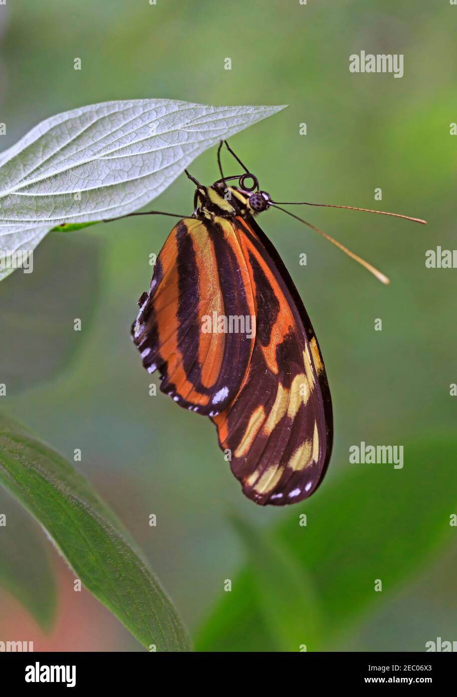 Ismenius Tiger, Heliconius ismenius Stock Photo - Alamy