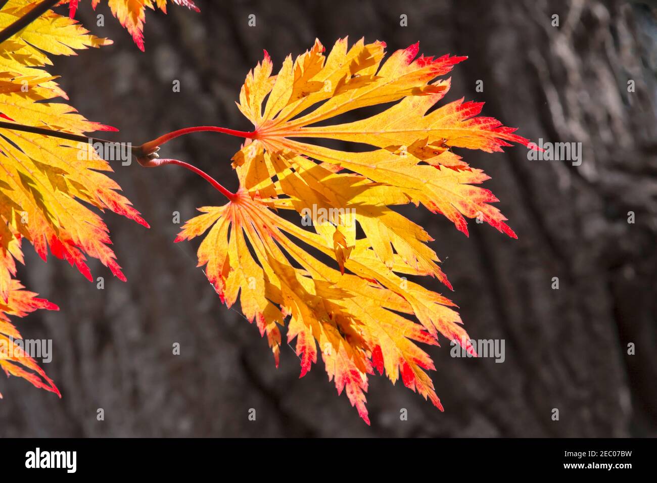 Red tipped gold leaves of Japanese Maple, Acer palmatum Stock Photo - Alamy