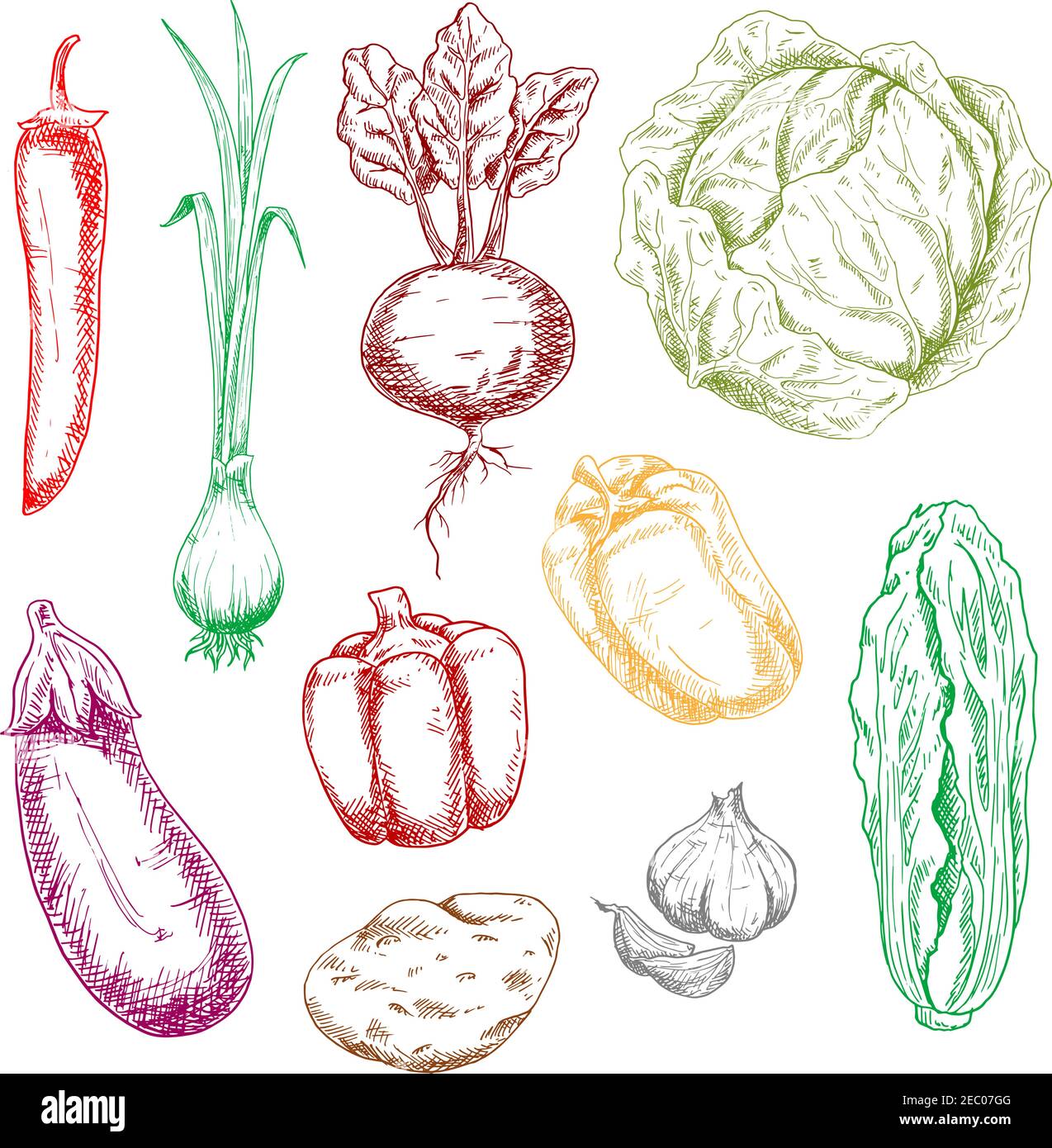 Vector sketches of farm vegetables with cabbage and spring onion ...