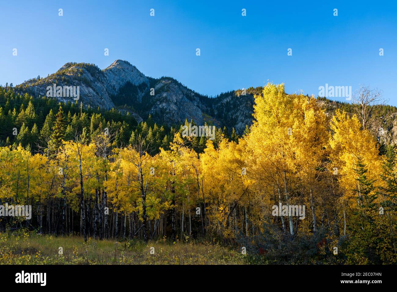 Birch trees alberta canada hi-res stock photography and images - Alamy