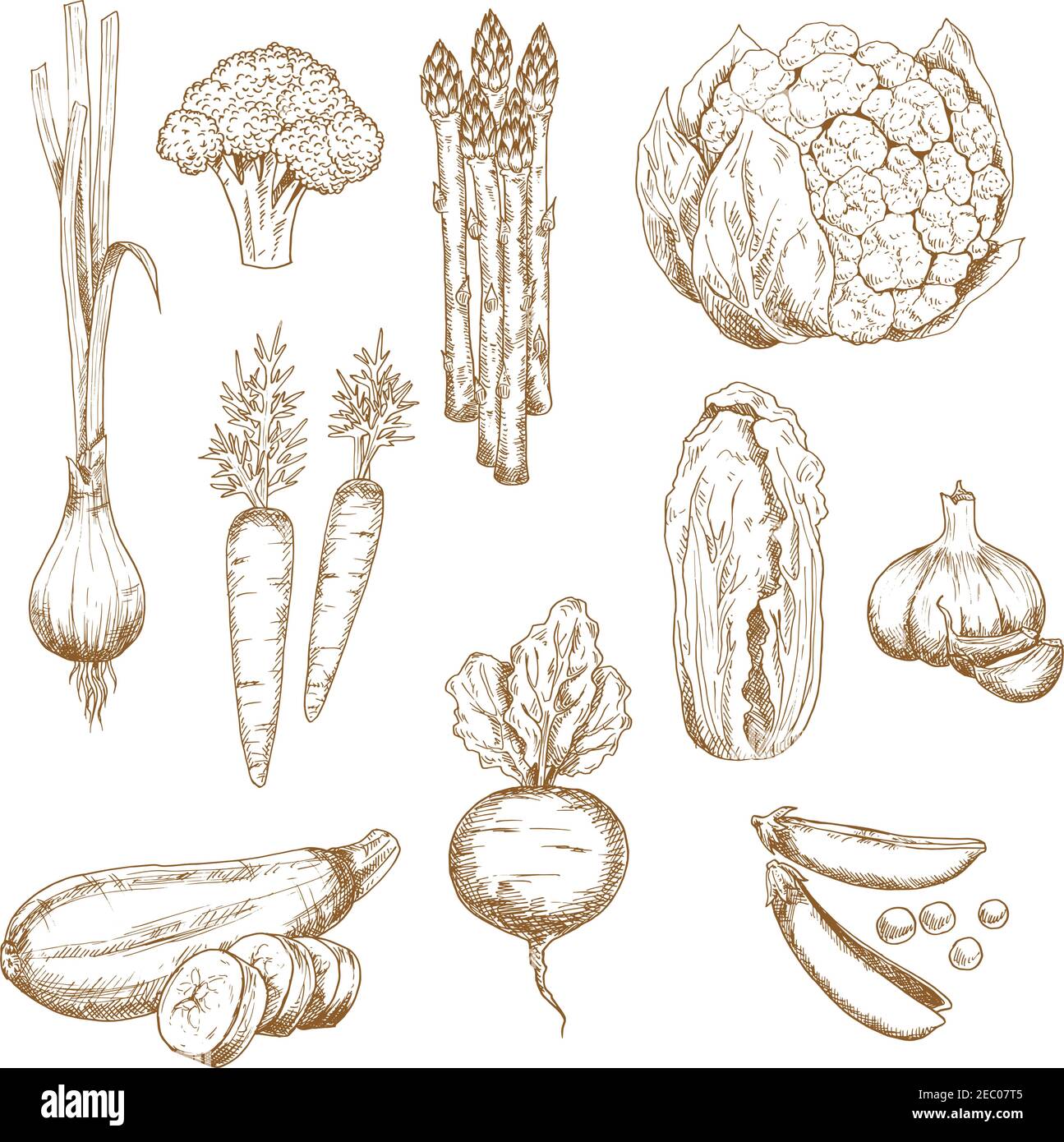 Vintage sketches of farm carrot, garlic cloves and onion, sweet pea and ...