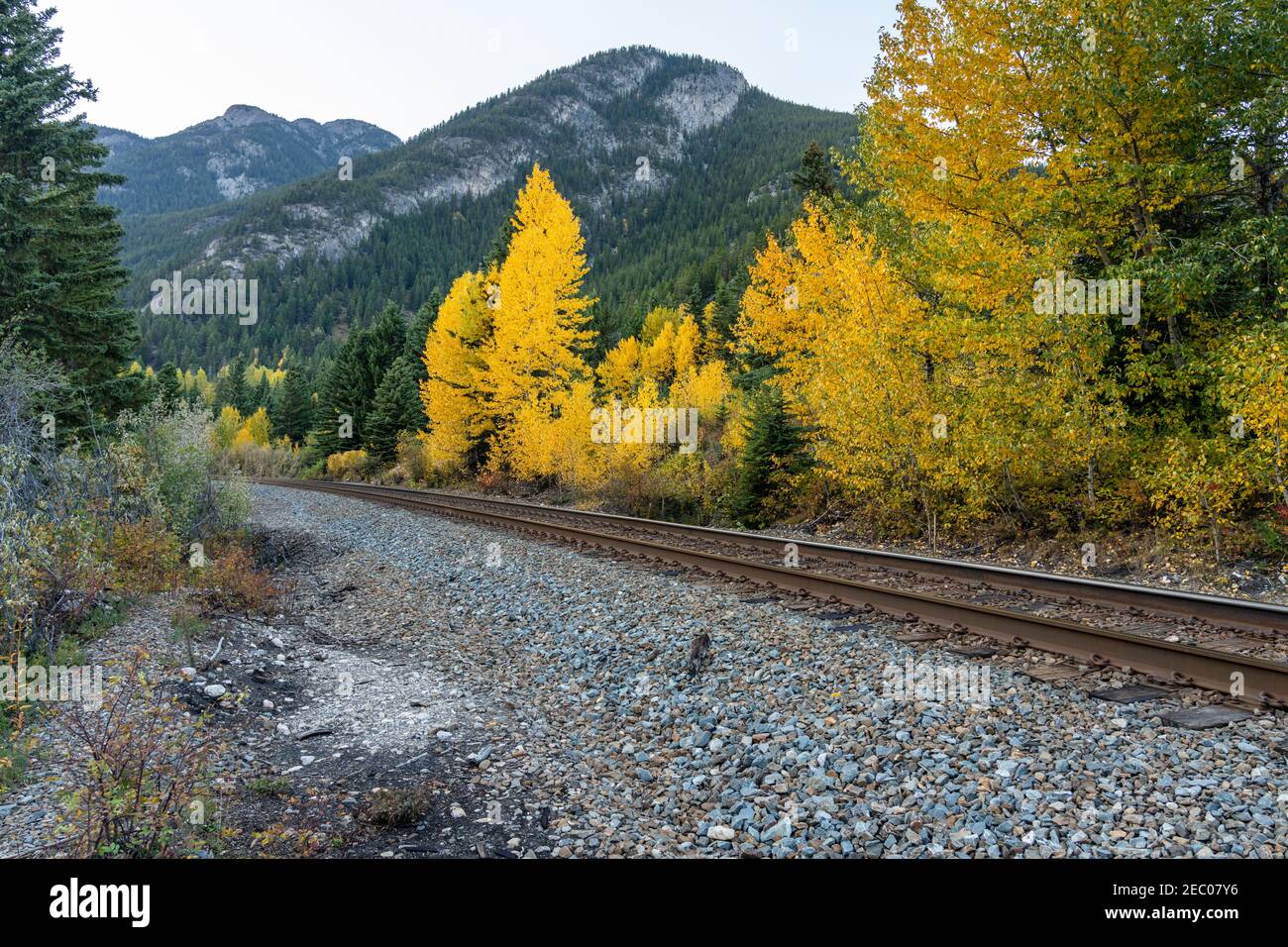 Birch trees alberta canada hi-res stock photography and images - Alamy