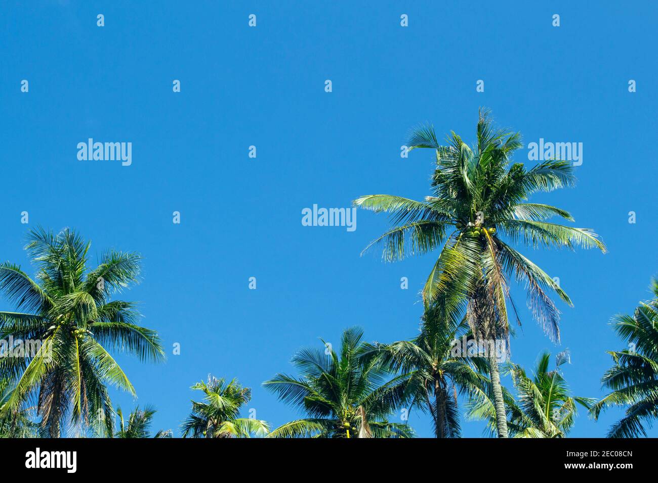 Fluffy palm tree forest on sunny blue sky background. Palm tree crown ...