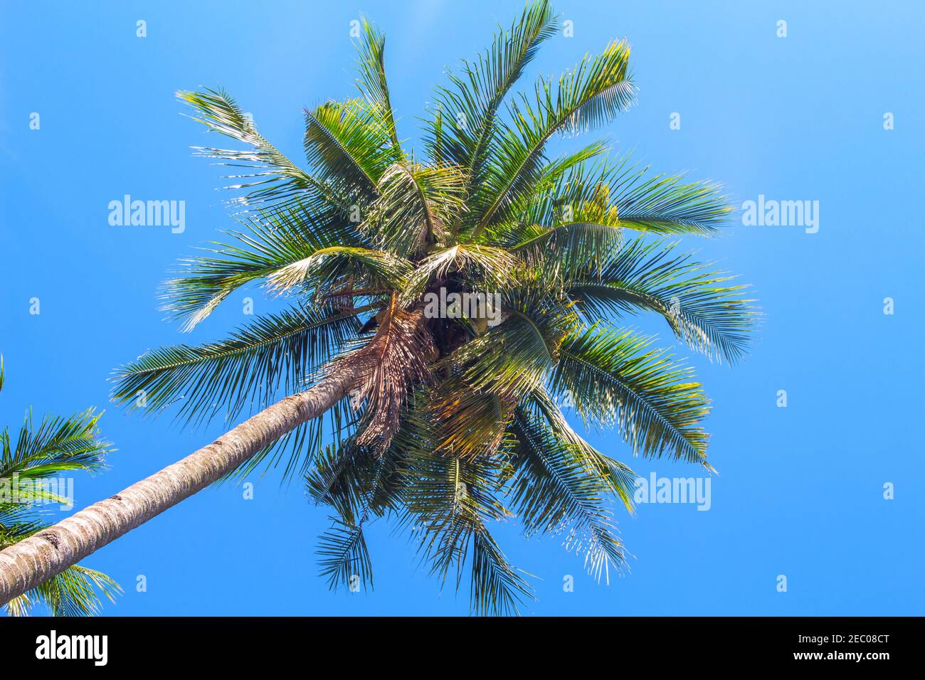 Fluffy palm tree crown on blue sky background. Coco palm top view photo ...