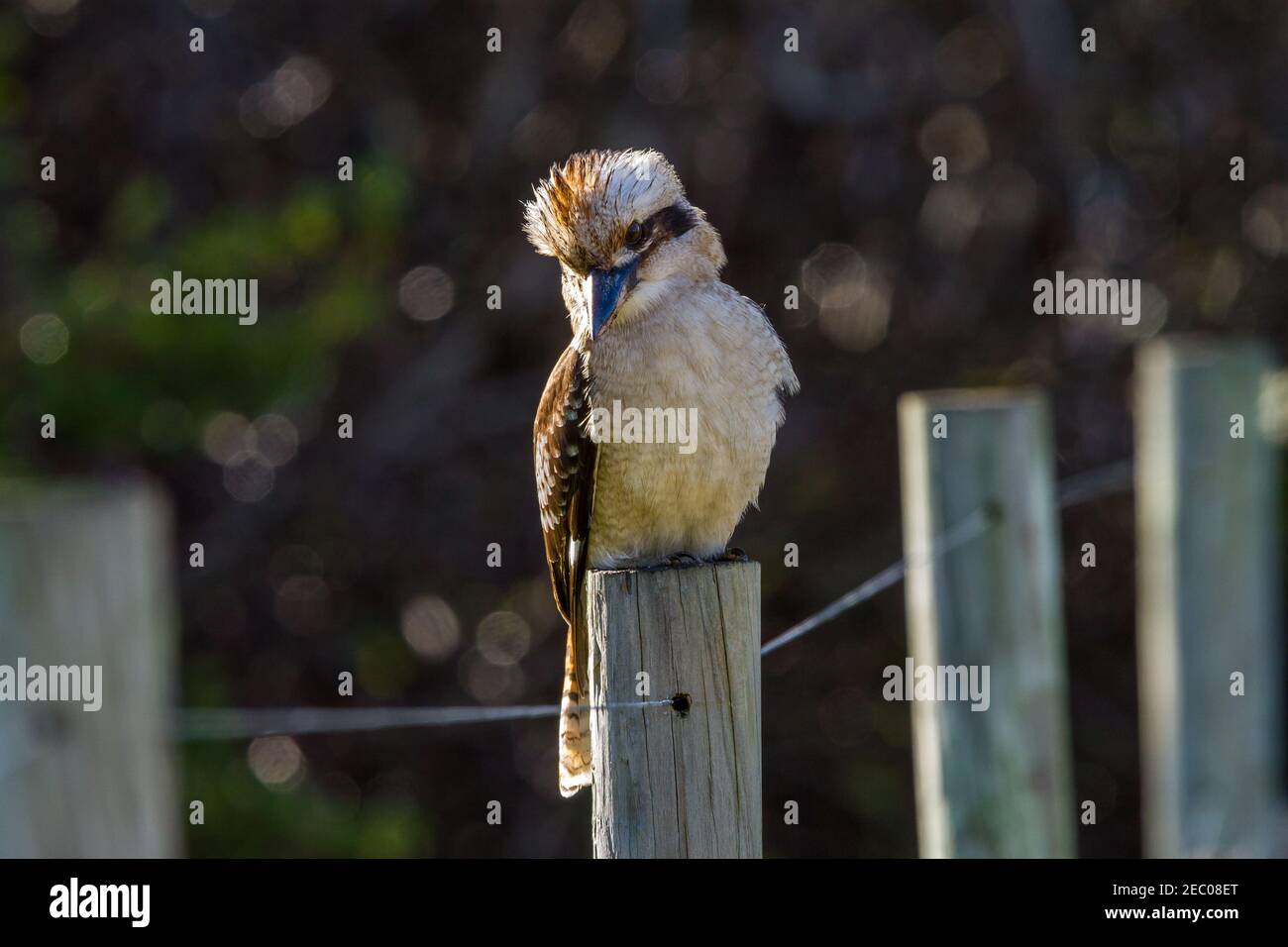 Leschenault Inlet High Resolution Stock Photography and Images - Alamy