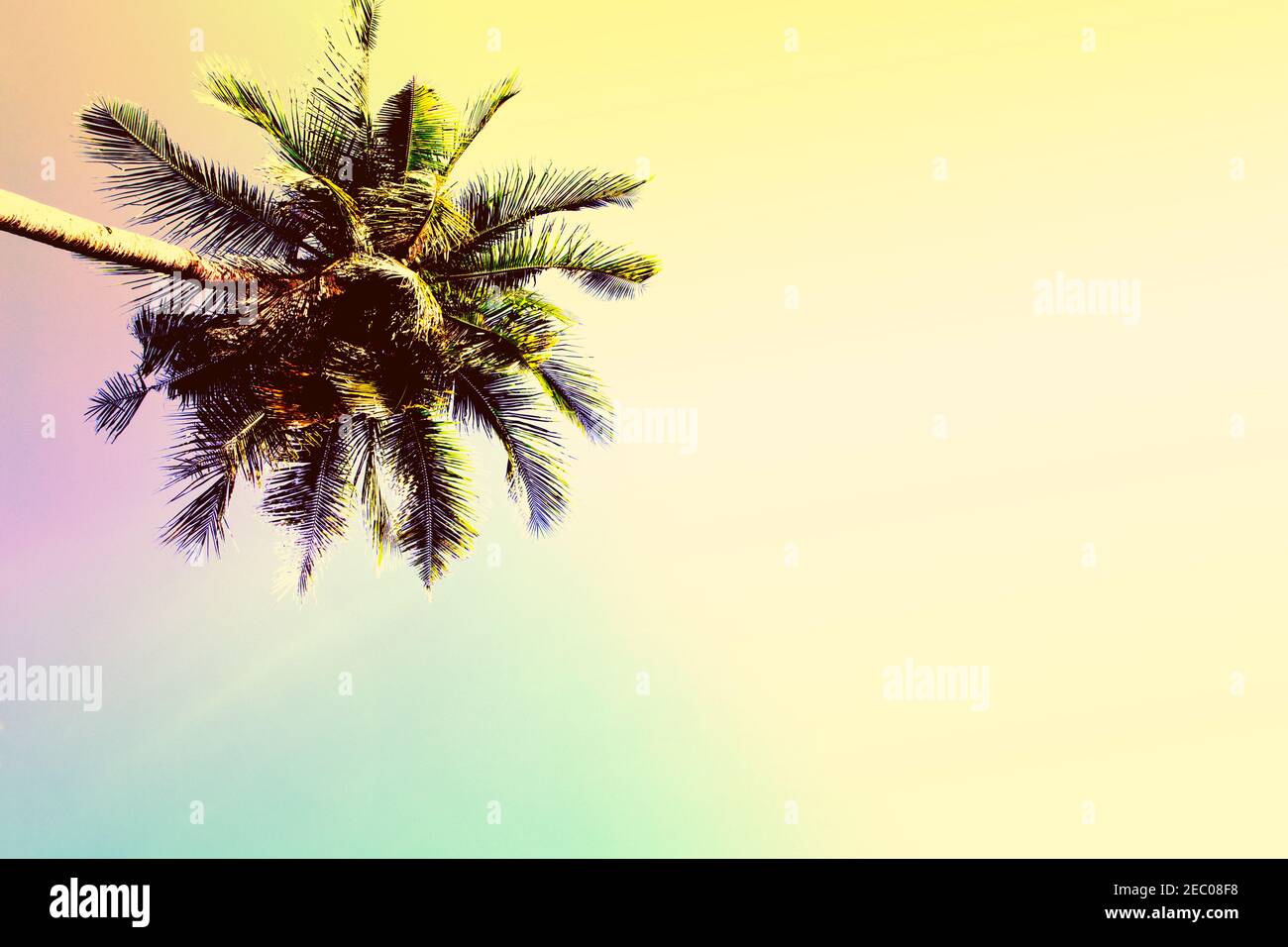 Fluffy palm tree crown on sunny blue sky background. Vintage yellow ...