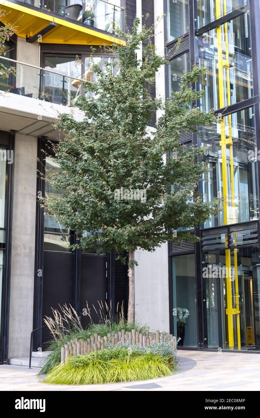 intercity garden and glass apartments, Battersea, London Stock Photo ...