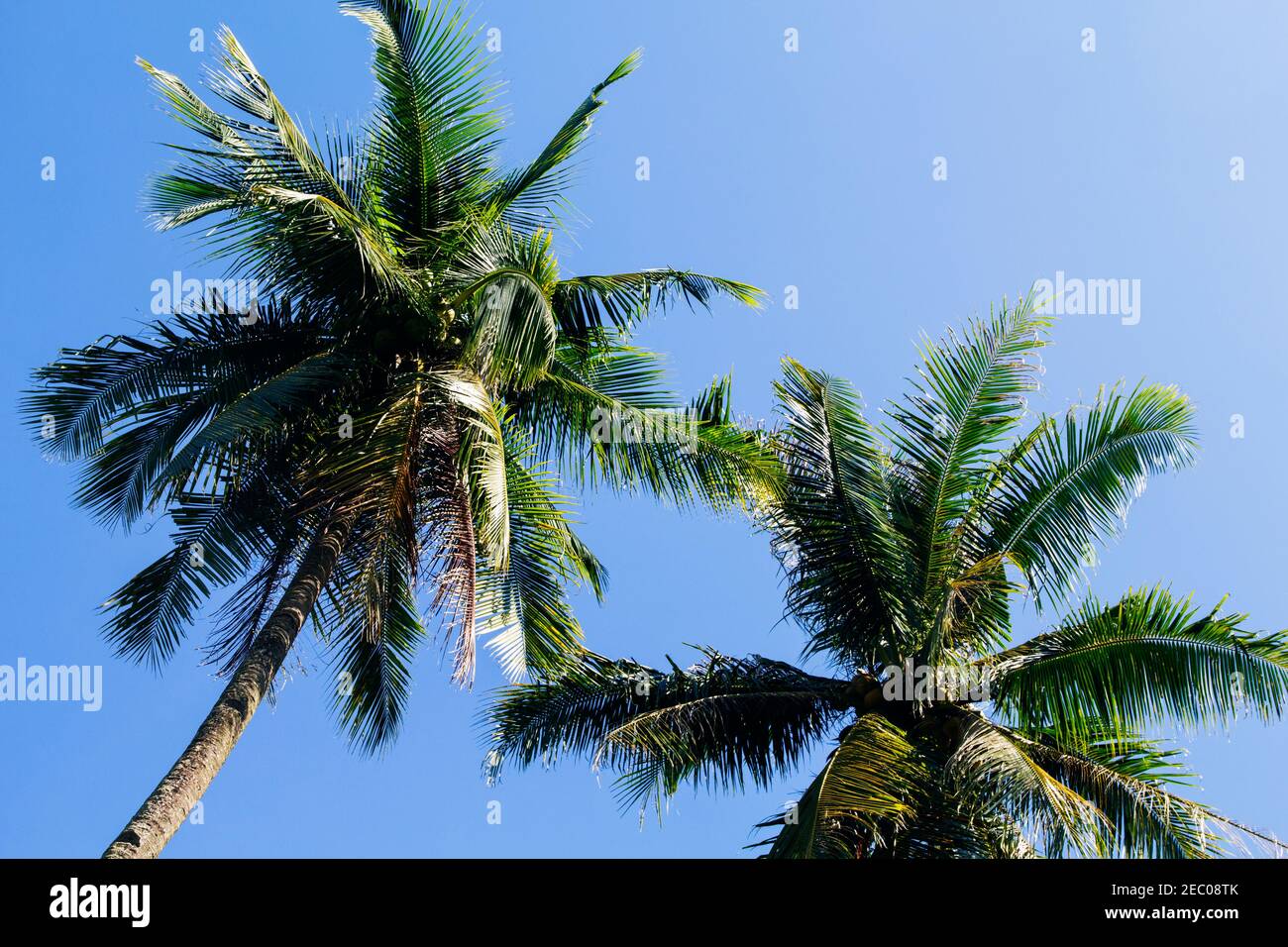 Fluffy palm tree crown on sunny blue sky background. Palm tree crown ...