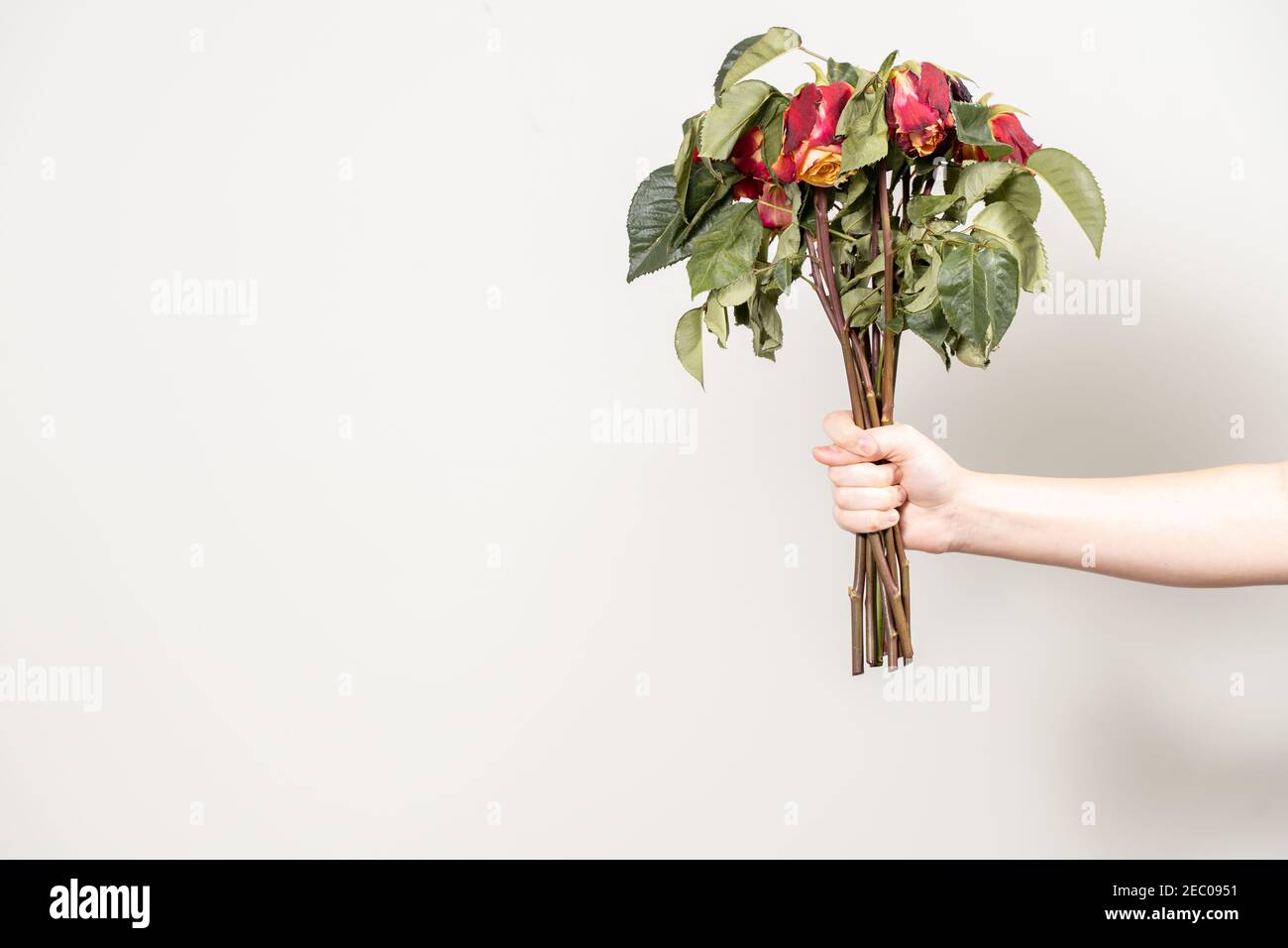 Fig lover hi-res stock photography and images - Alamy