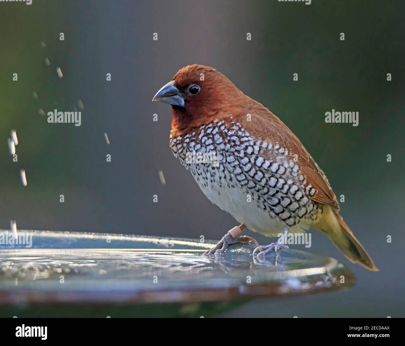 Scaly-breasted Munia, Lonchura punctulata Stock Photo - Alamy