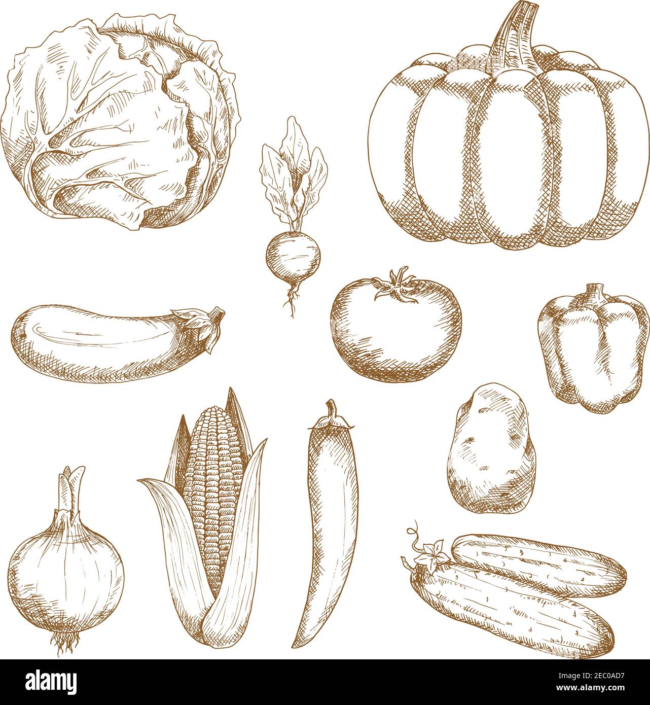 Retro sketches of farm cabbage and tomato, chilli and bell peppers ...