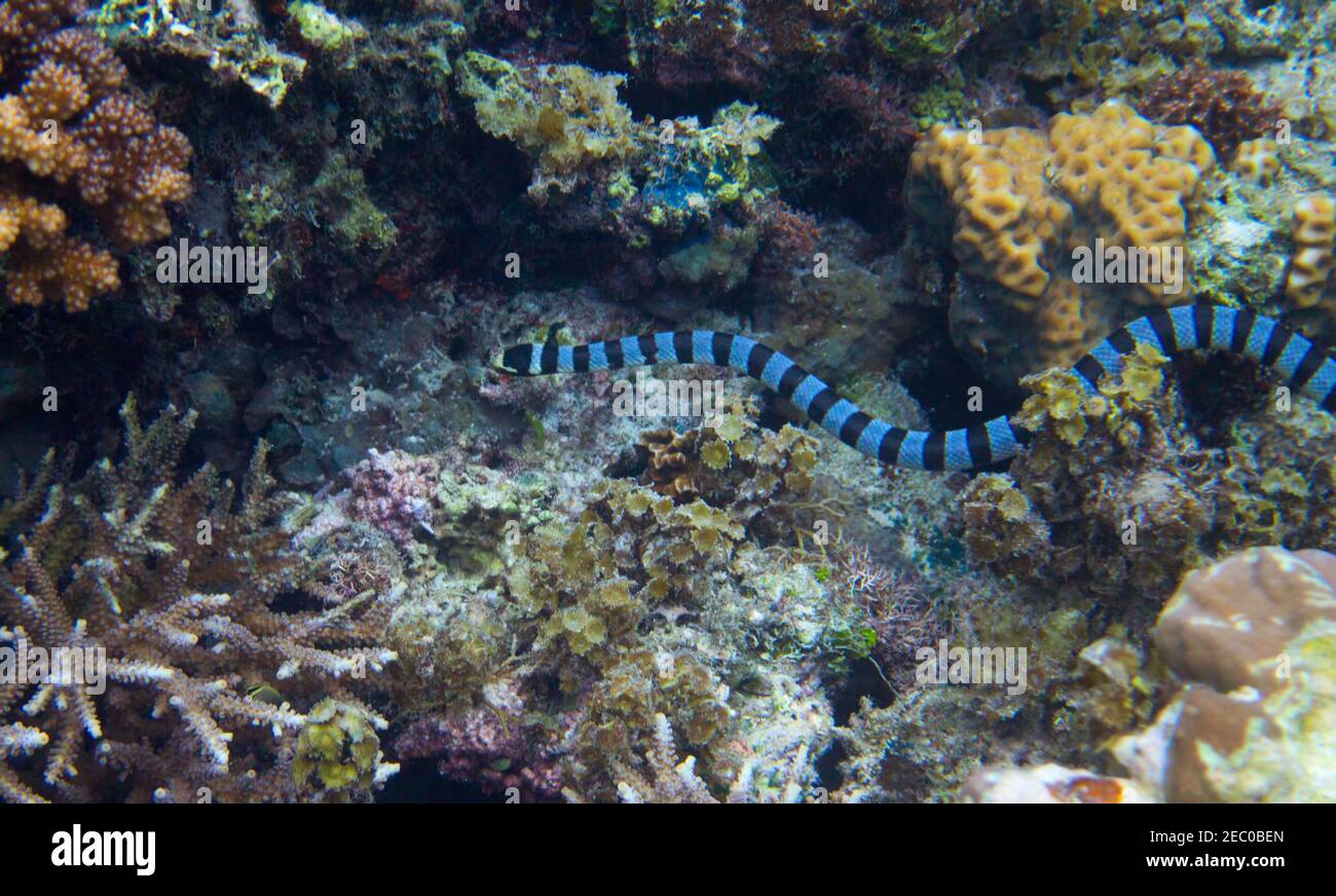 Striped sea snake underwater photo. Dangerous marine animal. Poisonous ...