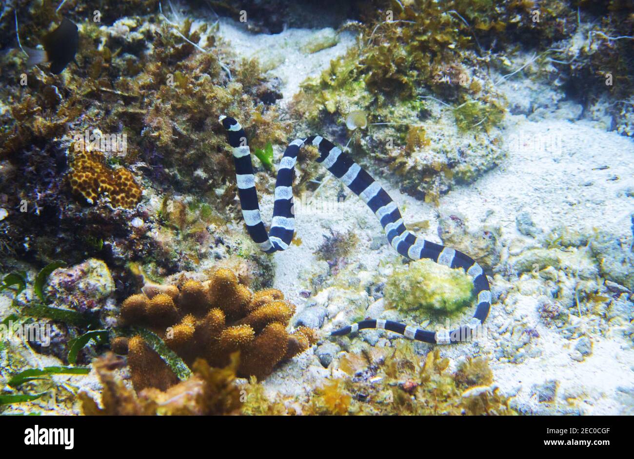 Striped sea snake underwater photo. Dangerous marine animal. Poisonous ...