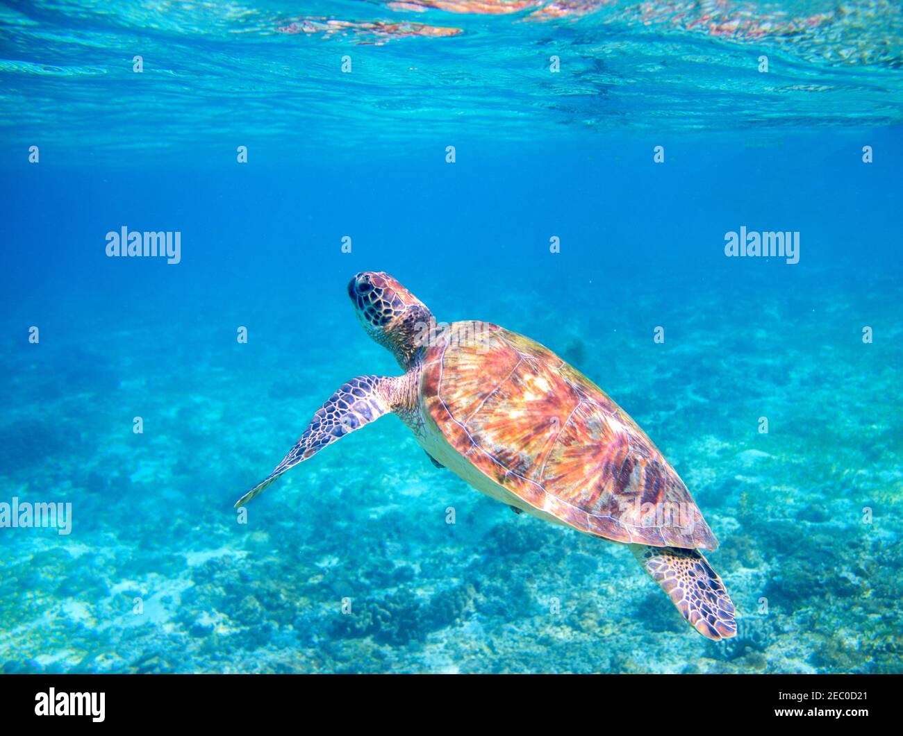 Sea tortoise dives up for breath. Tropical island seashore nature. Sea ...