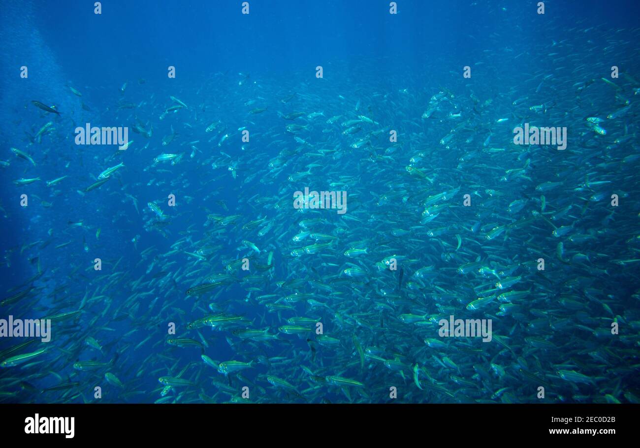 Sardines school in deep blue ocean. Pelagic seafish in wild nature ...