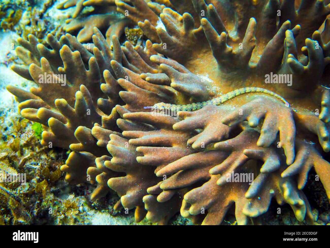 Needle fish on coral reef underwater photo. Undersea landscape. Fauna ...