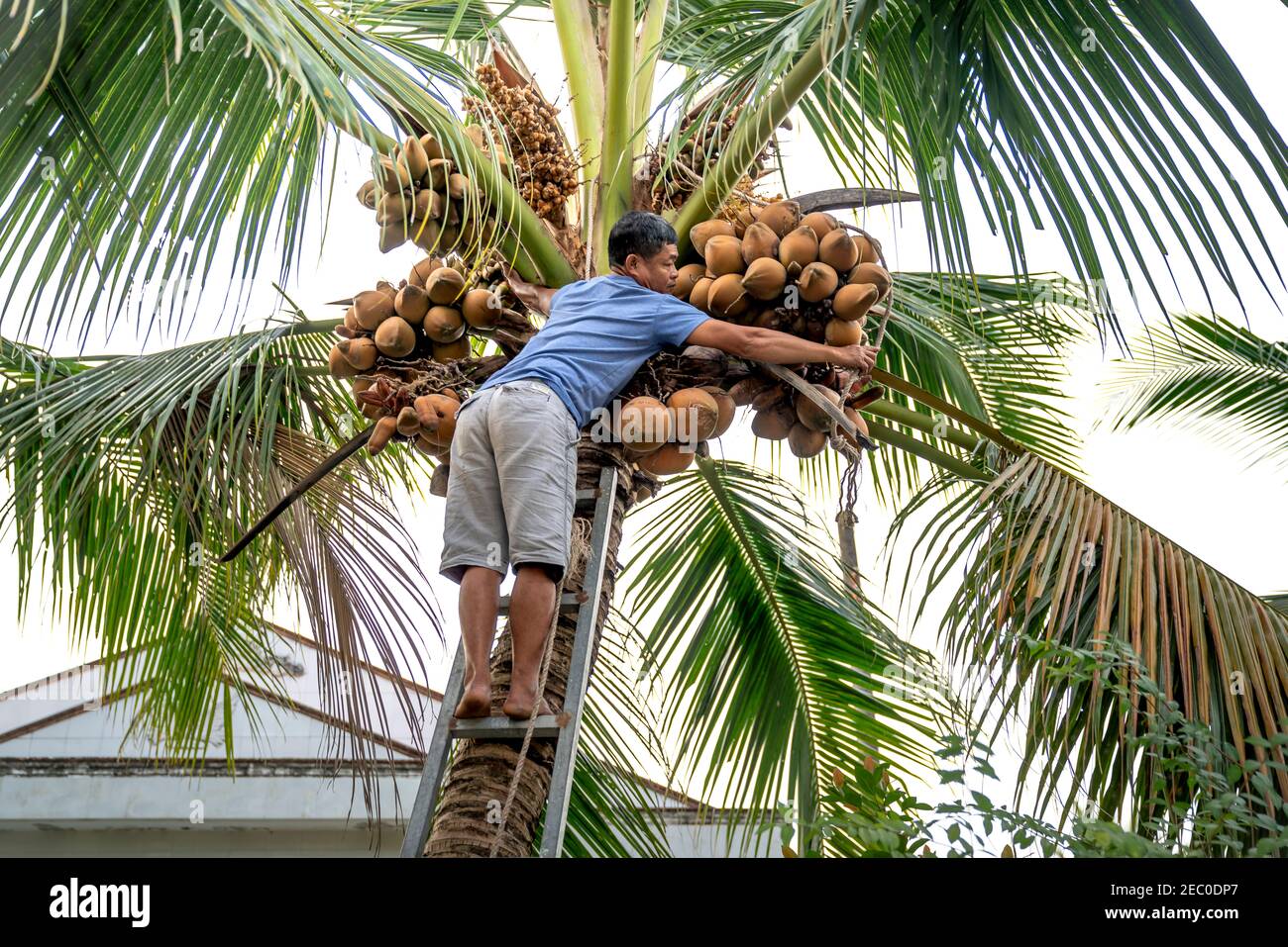 People Climbing Coconut Trees