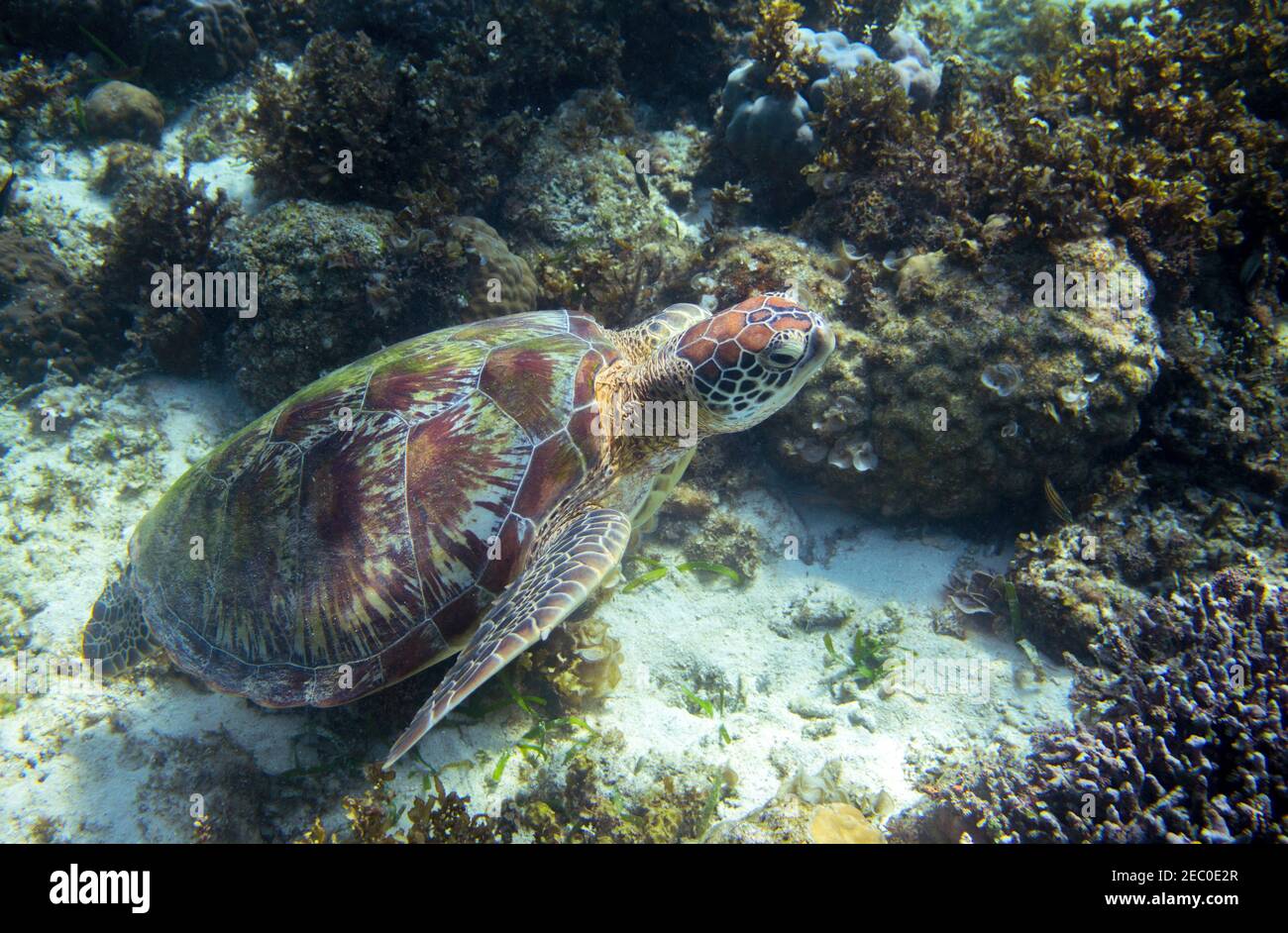 Green sea turtle on sea bottom underwater. Tropical nature of exotic ...