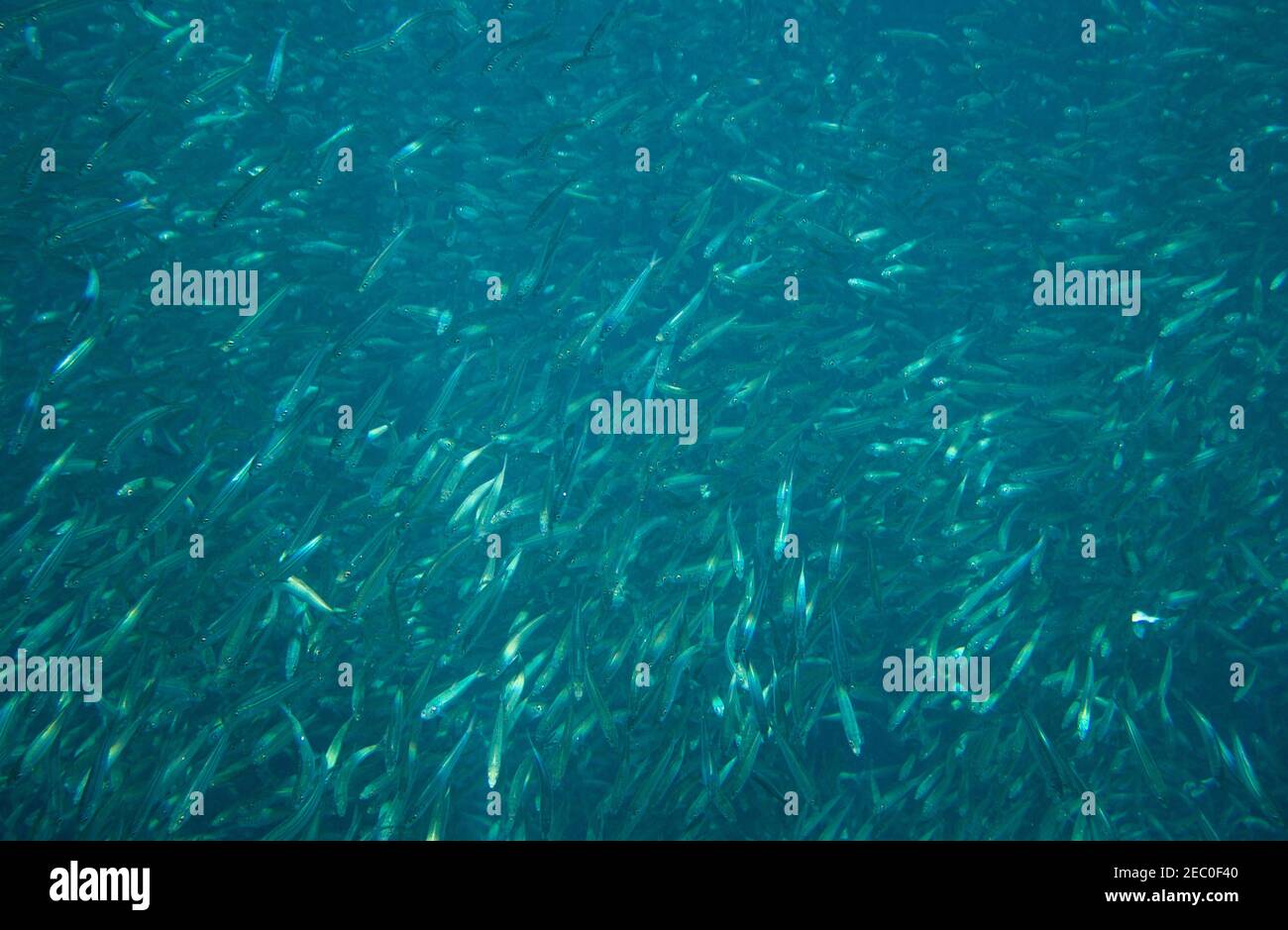 Sardine In Ocean