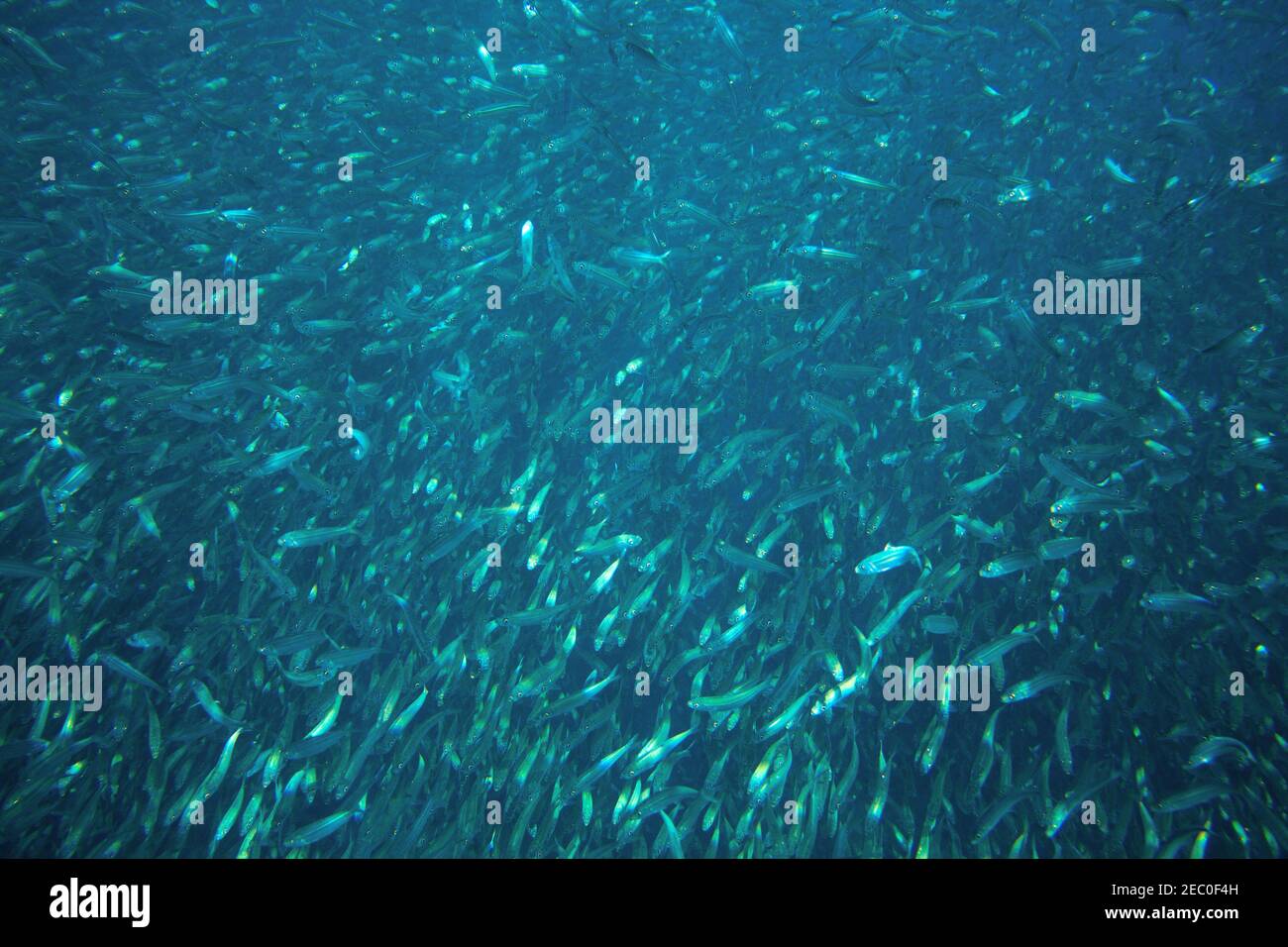 Sardines school in blue ocean water. Massive fish colony undersea photo ...