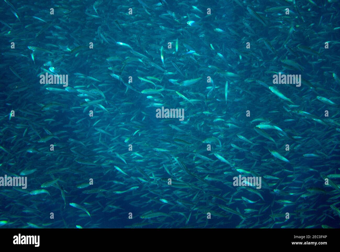 Anchovy colony in deep blue ocean. Massive fish school undersea photo ...