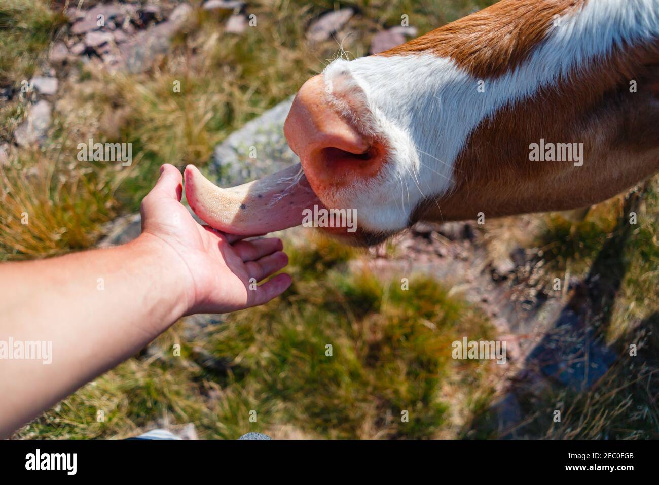 Cow is licking hand hi-res stock photography and images - Alamy