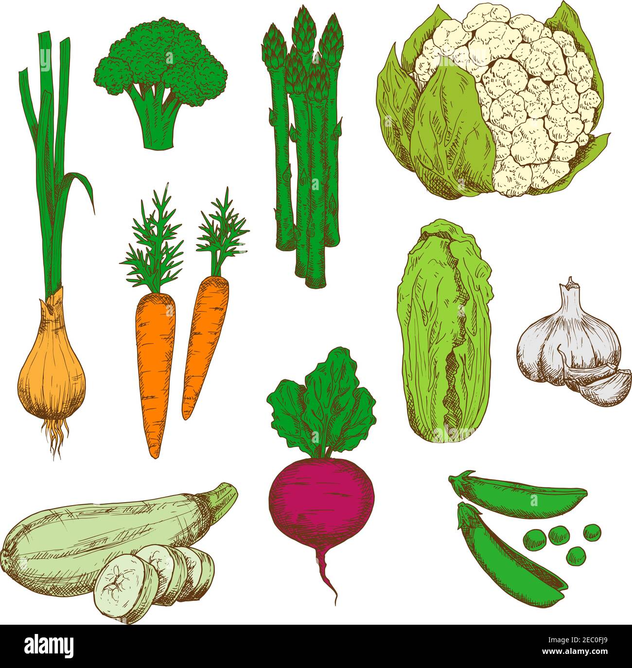 Vegetables color sketches for agriculture design with green onion ...