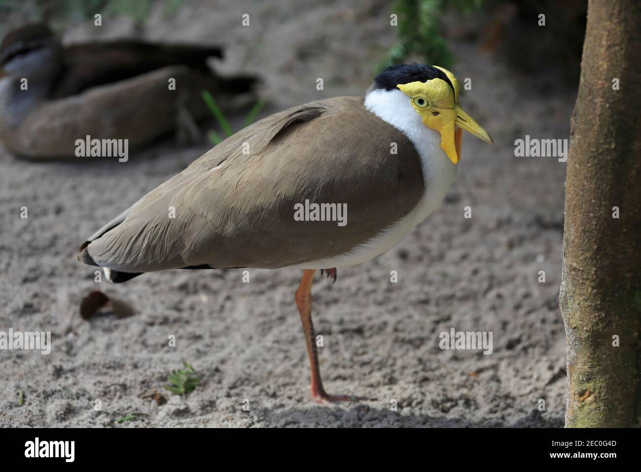 Masked lapwing, Vanellus miles Stock Photo - Alamy